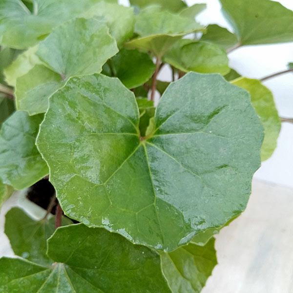 ツワブキは日本人にはなじみの深い定番品種です。清楚で落ち着いた感じの花を咲かせます。丈夫で日陰の植栽に向き、玄関わきや樹陰を明るく彩り、秋の庭では貴重な花となります。つやのある大きく丸い葉が一年中青々として、コンパクトな室内観葉植物としても...