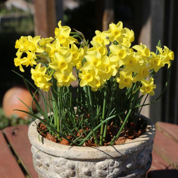 NHK趣味の園芸2026年2月号掲載 サブローサは原種同士を掛け合わせて生まれた、草丈も花もかわいいミニチュア水仙。葉が軽く波立つのも特徴です。花壇での寄せ植えやヒヤシンス・クロッカスとの寄せ植えアイテムとして、またコンテナガーデニングにも...