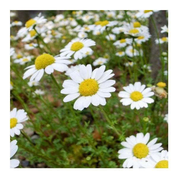芳香のある小菊のような花を夏に咲かせます。花や葉に含まれる成分が防虫剤として利用されます。一重、八重、黄葉などの品種がありますが、観賞用に改良された品種は花はきれいでも薬効成分が少ないといわれます（この品種は改良されていない原種です）。コン...