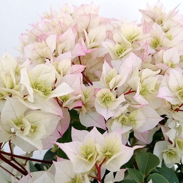 ★開花終了のため特価です。ギフトにはご利用いただけません。★★入荷から日数が経ったためセール価格となりました。商品の状態は画像と異なる場合があります。★南房総でブーゲンビリアを専門に生産され、数多くの賞を受賞しているている石井園芸さんのブー...