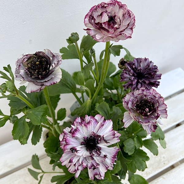 変わり咲きのラナンキュラス。ラナンキュラス育種の第一人者、綾園芸の育成品種です。★実生株のため、花色、花形、花の大きさなど、株によりかなり個体差が大きいです。写真は一例ですので、予めご了承ください。★※詳しい商品説明は下のほうに記載があります