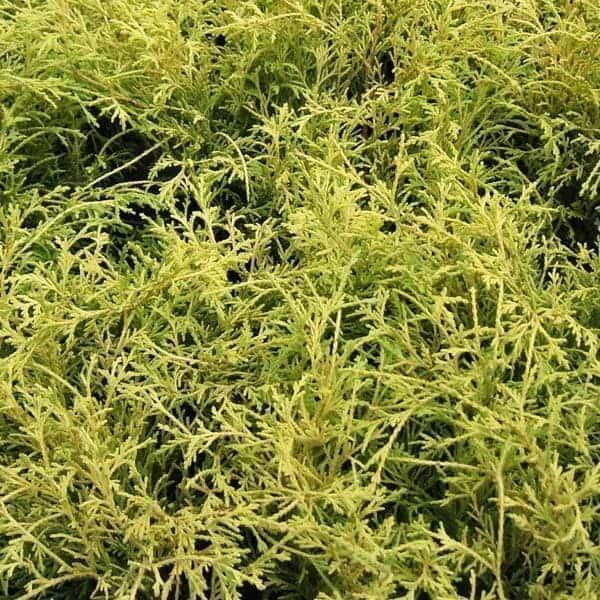 庭木・列植・寄せ植え・造園に ゴールデンモップは枝先が細長く垂れ下がる小型のイトヒバで樹形は半球形になります。芯が立上りにくく生育もやや遅めで、年間をとおして黄金色を楽しめます。日当りを好み、肥沃な土壌を好みます。刈込みにも耐えるので、庭木...