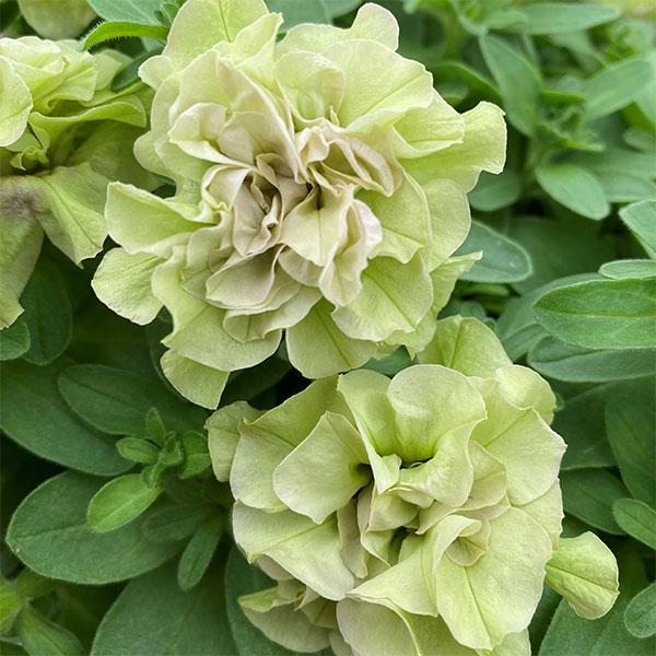 ベルチャームは、花日和さんオリジナルの栄養系八重咲きペチュニアの新シリーズ。生育旺盛でドーム型にふっくらと生育する育てやすいペチュニアです。大人カラーの豪華な八重咲きが魅力的です。また、花日和さんのペチュニアの特長として、一般的なペチュニア...