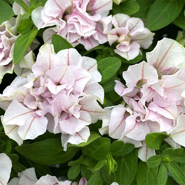 ベルチャームは、花日和さんオリジナルの栄養系八重咲きペチュニアの新シリーズ。生育旺盛でドーム型にふっくらと生育する育てやすいペチュニアです。大人カラーの豪華な八重咲きが魅力的です。また、花日和さんのペチュニアの特長として、一般的なペチュニア...