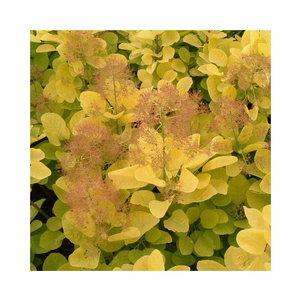 花よりも葉の観賞価値が高いスモークツリーの新品種。あらゆる花色、葉色を引き立てる人気の黄金葉品種です。鮮やかに輝くライムゴールドの葉はひときわ美しく、夏は緑が濃くなりますが、秋には明るいオレンジから赤へとみごとな紅葉を見せてくれます。ボーダ...