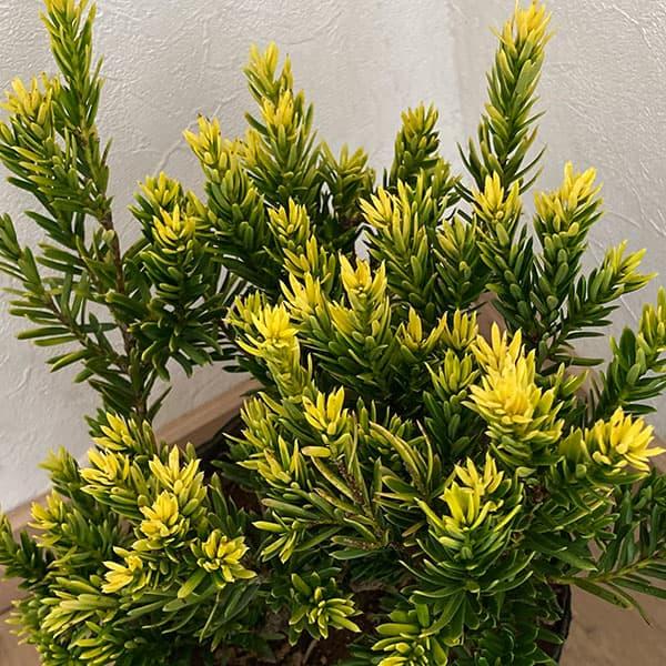 5〜6月にかけての黄色い新芽が美しく、イチイに似た細くとがった葉が枝にらせん状につき、多数の枝が密生します。年間を通して美しく鑑賞できます。成長が遅く、刈り込みにもよく耐えて新芽を伸ばします。樹形は半円形成長します。大気汚染にも強いので、交...