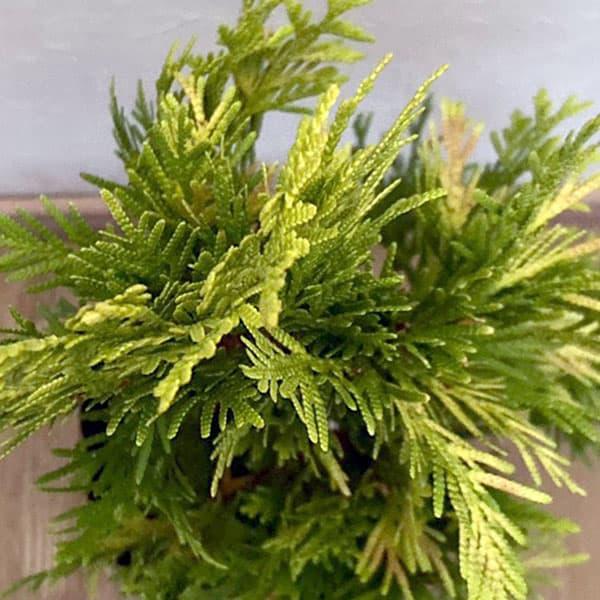 造園に ニオイヒバは北米原産のヒノキ科の常緑高木。庭園樹として、また列植えや生垣としてさまざまな品種が利用されています。幹や葉に芳香成分（フィトンチッド）を含み、癒し効果で注目されているコニファーです。ヨーロッパゴールドは中でも列植に人気の...