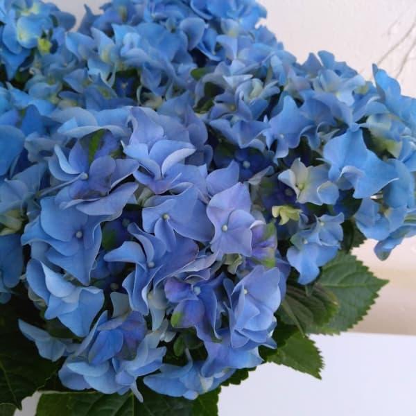 庭植え可能 紫陽花 ★こちらの商品は開花または開花予定株です。お届け時期の気候によってはお花が固い場合や、花色がまだ薄い場合があります★レディ・マタハリはオランダ・De Jong Plant B.V. 社で作出されたRoyalty Coll...