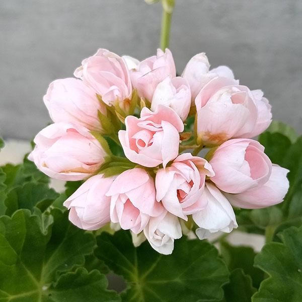 愛らしいチューリップ咲きのゼラニウムです。チューリップのような形の花が房咲になります。繰り返しよく花を咲かせる品種です。花色は温度によりやや変化します。また、まれに一部の枝にオリジナル品種の花色が出現する場合があります。完全に花色が固定でき...