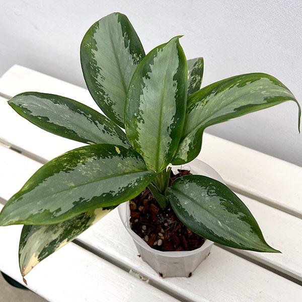 タイの国際空港の名前を冠した美しいアグラオネマ。国内の流通量は非常に少ない品種です。アグラオネマは幸せを招くタイの宝石と呼ばれ、幸福を運んでくれる植物としてアジア各国の家庭で大切に育てれている植物です。耐陰性に優れ、オフィスグリーンやデスク...