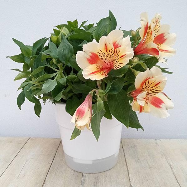 ボール状の株に色鮮やかな花が満開！ インティカンチャは艶やかな花のブーケが鉢いっぱいに広がる可愛いアルストロメリアのシリーズ。驚くほどの開花期の長さです。草丈30cmほどとコンパクトで、根元からたくさんの花枝が立ち上がり、1本の枝から花が1...