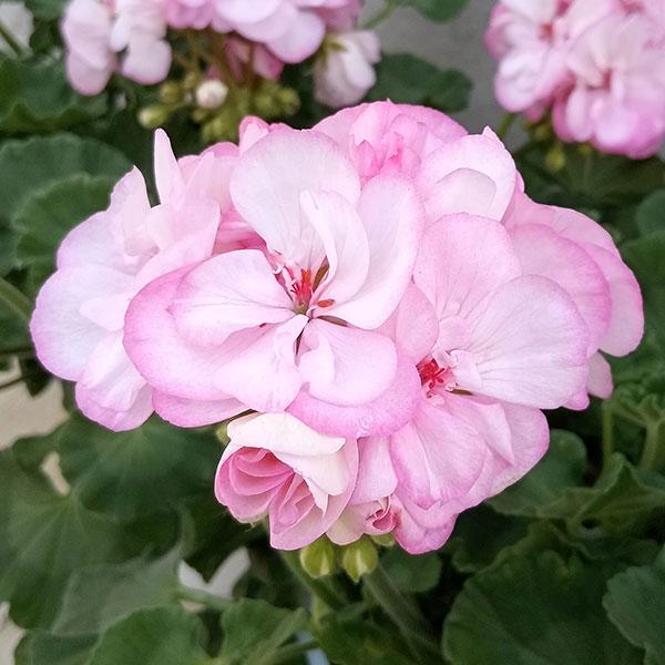 ゼラニウムの中でも最もポピュラーなシリーズと言われるpac社のクオリティ。ピンクレースは2021年度発売の品種です。咲き初めは白色で咲き進めるにつれてピンクが強くなっていく美しい品種です。先に咲く花房の中央がピンク色で外側にいくにつれて白色...