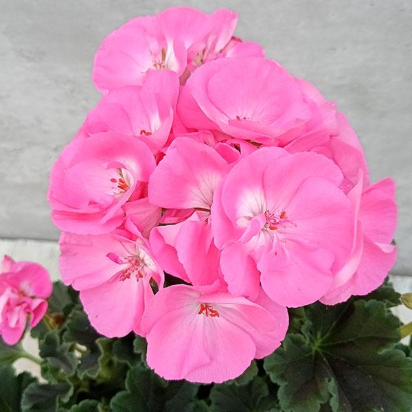 ★入荷から日数が経ったためセール価格となりました。商品の状態は画像と異なる場合があります。★チョコレートカラーの葉色がシックでおしゃれなカラーリーフゼラニウムです。花が咲けば、花色とのコントラストも抜群です。分枝がよく樹形も整いやすいです。...