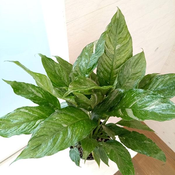 さわやかな白斑入り葉のスパティフィラムです。荒木植物園さんが丁寧に育てた逸品。クールな立ち姿が人気です。花を観賞する品種ではなく、美しい葉を楽しみます。花はあまり咲かない品種です。お届け時は花無しの状態となります。※葉のしわのより方は個体差...