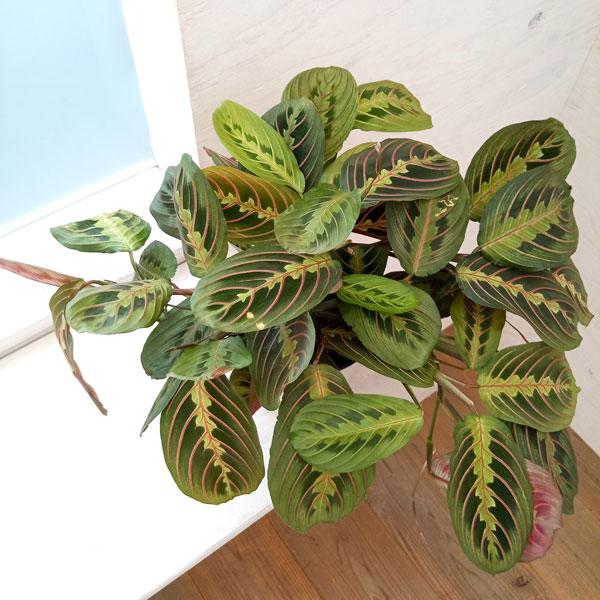 とてもボリュームのある、マランタです。マランタは熱帯アメリカ原産の多年草。薄暗い林の中に自生します。刷毛斑と赤い葉脈が美しい葉をもち、茎をのばして成長します。南国の雰囲気満点。暗めの場所でも元気に育ちます。高温多湿を好み、葉から空気中の水分...