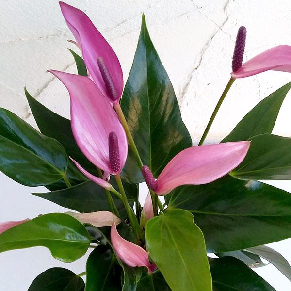 ★入荷から日数が経ったためセール価格となりました。商品の状態は画像と異なる場合があります。★ミニサイズの愛らしいアンスリウムです。テーブル飾りで色鮮やかな仏炎苞ととつややかな葉が楽しめます。室内の弱い光の環境でも次々に花を咲かせ、1つの花が...