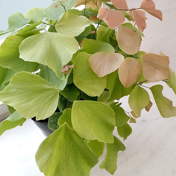 アジアンタムペルビアナムは、通常のアジアンタムより葉が大きなやわらかな雰囲気のある品種で、新葉の先はほのかなピンク色になります。アジアンタムは黒く光沢のある葉柄に、繊細な葉が爽やかなシダ植物です。直射日光と乾燥を嫌いますので、半日陰〜日陰の...