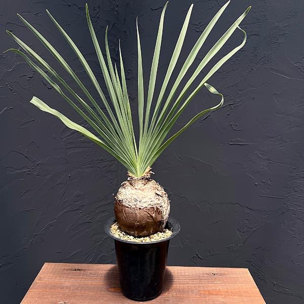 バイヤーセレクト ★現品販売★ブーファンは南アフリカ原産の巨大な球根植物。ケープバルブともよばれ、ファンの多い植物群のひとつです。冬に葉を成長させる冬型球根で、大きな球根から2列の緑の葉を出す独特な姿はインパクトがあります。球根部分は茶色の...