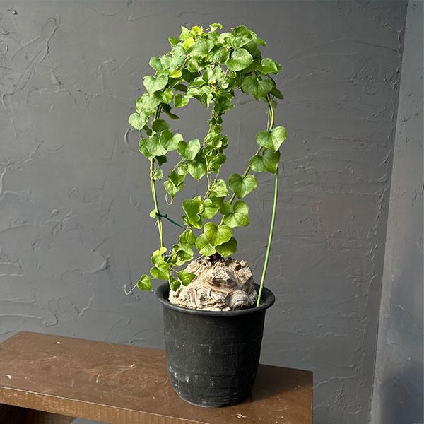 バイヤーセレクト ★現品販売★塊根性多肉植物ディオスコレアは、塊根が亀の甲羅模様に似ていることから亀甲竜（和名）と呼ばれており、成長するにつれはっきりとした亀甲模様になります。秋〜春にかけてつるを伸ばし、ハート型の葉を付けます。原産地では食...