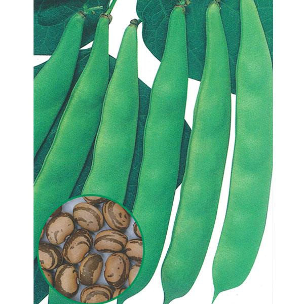 幅広の平サヤタイプのつるありインゲンです。甘味、風味があり歯切れの良い食感が特徴です。おひたし、天ぷらなどに最適です。※詳しい商品説明は下のほうに記載があります