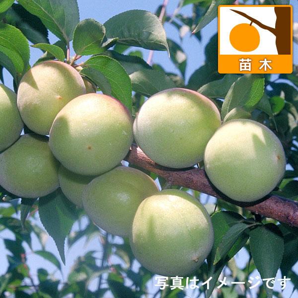 麗和は「加賀地蔵」に「月和梅」を交雑させて育成された品種で自家和合性で結実が安定したウメの新品種です。受粉樹が不要で1本でも育てられます。果形は円形で整い、果実が大きく30g以上の大果となります。花は白色の八重咲きで実取り用品種で八重咲きは...