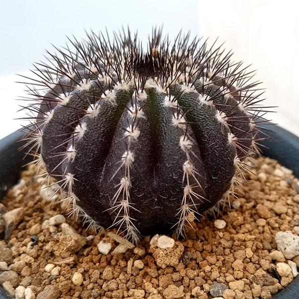 黒っぽい色合いの中に少しメタリックな色が入った幹肌に、白いトゲがアクセントがたまらないサボテン。ブラジル、ミナスジェライス原産の球状のサボテンです。※詳しい商品説明は下のほうに記載があります