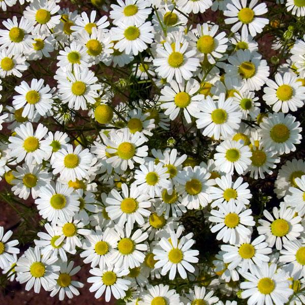 カモミールの花にはリンゴやパイナップルに似た甘い香りがあり、ハーブティーやお菓子の香りづけによく利用されています。また、コンパニオンプランツとしても利用でき、植物の生育をよくし、弱った植物にも活力を与えてくれます。タマネギと混色することによ...