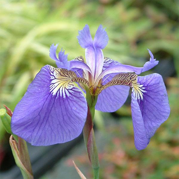 ★入荷から日数が経ったためセール価格となりました。商品の状態は画像と異なる場合があります。★ノアヤメは日本の山野に自生するアヤメの仲間。湿地ではなく、花壇などで一般的な草花と同じように栽培できる多年草です。桜の開花が終わったころに、細い花茎...