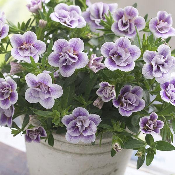 ★入荷から日数が経ったためセール価格となりました。商品の状態は画像と異なる場合があります。★人気の八重咲きカリブラコア。ウノシリーズは育てやすく、暑さに強く、こんもりコンパクトに育つ多花性品種。カンタンに育ち、花がらを摘む手間が要らないのが...