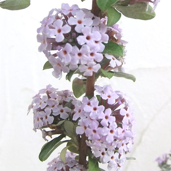 ブッドレアは初夏に、たおやかな花穂を風にそよがせるスマートな花木です。ライラック色の房状の花を枝の先にたくさんつけます。アルテニフォリアは枝が長く枝垂れるように伸び、枝全体に小さな花穂がつきます。普通のブッドレアは枝先だけに花が付くので、か...