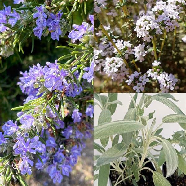 お風呂に入れると爽快な香りが楽しめ、デオドラント効果や血行をよくする効果があるハーブを集めてみました。いずれも、耐寒性が強く常緑性で、手間のかからない、栽培しやすい品種です。お風呂だけでなく、お料理やティーなど最も利用範囲の広い基本のハーブ...