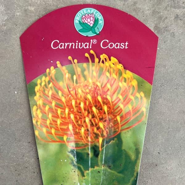 リューコスペルマムは南アフリカやオーストラリアの常緑低木です。通常はピンクッションとも呼ばれ、針山に針が刺さったようなとてもユニークな花を咲かせます。針のような花を触るとつんつんとした不思議な感触です。切り花でも人気が高く、個性的な花は非常...