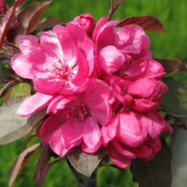 マルスはかわいらしいミニリンゴがたわわに実る鑑賞用のりんごです。欧米ではクラブアップルと呼ばれ、庭園樹、家庭果樹として定番となっています。花も桜に勝るとも劣らない美しさ。建物のまわりに植えたり、庭園樹としておすすめです。アメリカンビューティ...