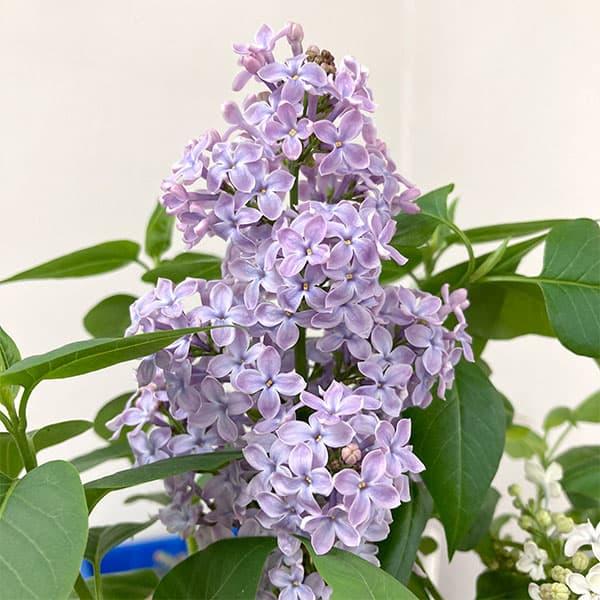 別名リラと呼ばれ枝先に円錐状の小花をたくさん付け、周囲に芳香を漂わせます。庭木としても楽しめ、鉢植えで小振りに育てることもできます。ウェッジウッドブルーはフランスの品種。蕾はピンクで咲き進むとライラックブルーになる一重咲きの花です。花付きが...