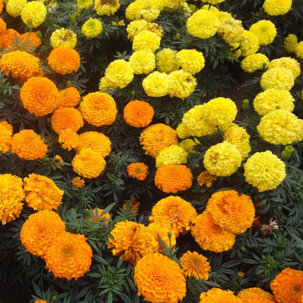種　タネ　マリーゴールドは花壇やプランター植えの草花としてだけでなく、土中の有害線虫を抑制し、また緑肥にもなるため、環境保全型作物、景観緑肥作物としても注目されています。マリーゴールドの根に含まれるチオフエンの1種がネグサレ線虫の繁殖を抑制...