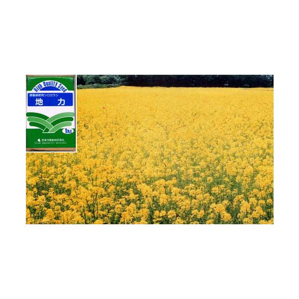 種　タネ　休耕地の景観形成。緑肥作物として利用される菜の花の種です。初期成育が良好で、寒冷地の短期輪作・景観作成に最適です。有機物も多く、生育旺盛で草丈80〜100cmになります。（前後作としてはアブラナ科作物の場合は避けてください）。※詳...
