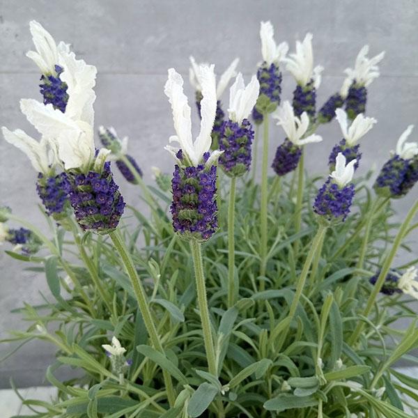 極大輪の花が魅力的なストエカス系ラベンダーのラヴェアンナシリーズ。花穂・花苞ともに従来の品種と比較して巨大でインパクトがあります。葉と花ホウから香る優美な香りも特徴です。鉢花としてはもちろん、炎天下での高温や乾燥にも強いので、花壇でも楽しめ...