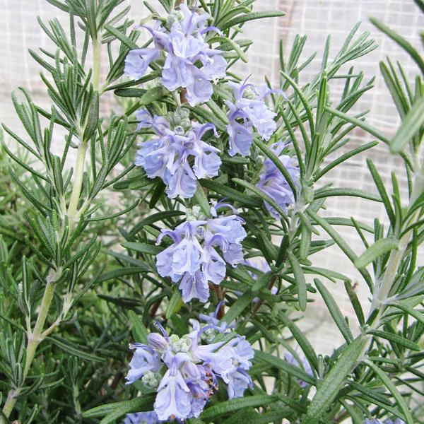 「ローズマリー 這性（ほふく性）：マリンブルー」は、ローズマリーの代表的な品種で、通常立性の「マリンブルー」から、這うように成長する性質を持つ個体を選抜したものです。鮮やかな青紫の花を咲かせ、爽やかな香りを楽しめるだけでなく、料理やガーデニ...