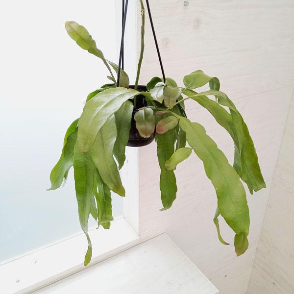 着生サボテンの一種で、姫ゲッカビジンとも呼ばれる月下美人の仲間です。普通の月下美人よりも小型で、吊り鉢仕立てでの栽培が適しています。直径8cmほどの花を夜から午前中にかけて咲かせます。1日花ですが、新しい蕾が次々につくので何回もお花を楽しめ...