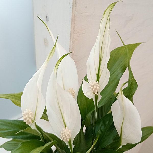 白い花のような仏炎苞（ぶつえんほう）が美しいスパティフィラム。トレリーは小型の多花性品種です。小さめの鉢でもたくさんの花を咲かせることができます。スパティフィラムは熱帯アメリカ原産の常緑性多年草です。日陰に強く、丈夫で育てやすいので、室内で...