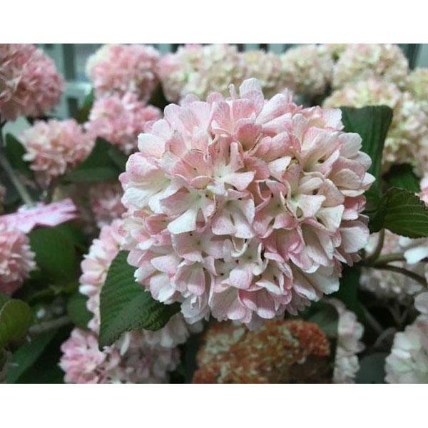 ピンクオオデマリはアジサイを小型にしたようなボール型のライトピンクの花を咲かせる花木です。花付きがよく、たくさんの花をお楽しみいただけます。オオデマリはもともと日本でも自生種が多数ありますので、気候はぴったりです。強健な品種で土質を選ばず、...