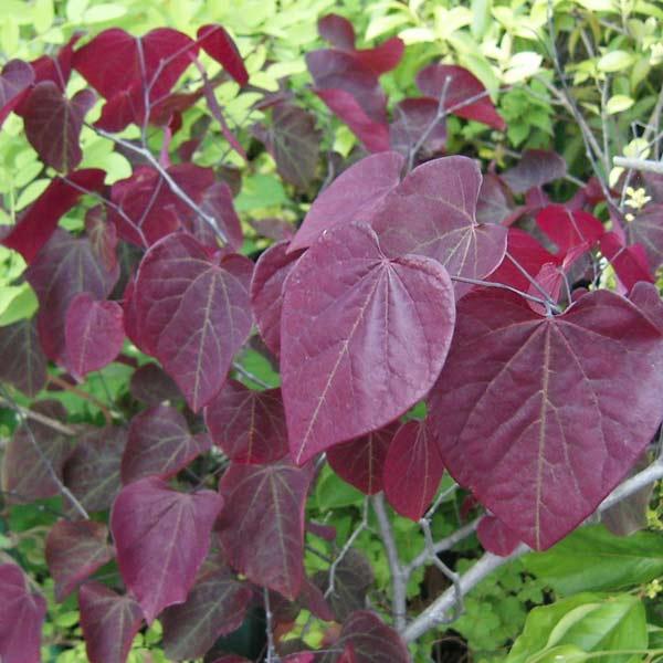 紅紫の葉を持つ庭園樹のなかでもっとも人気の高い品種のひとつ、注目の花木です。この葉色の花木はなかなか美しい葉色が継続して楽しめるものがないのですが、フォレストパンシーは鮮やかな明るい濃紅紫色が初夏まで楽しめます。夏以降は徐々に緑色となります...