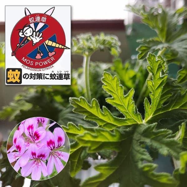 夏の蚊よけに、話題の蚊よけ植物です。夏は蚊が多くてお庭に出られない、…という方はぜひお試しください。蚊連草は遺伝学者ファンリーニ氏が長年の実験的異種交配により研究開発した植物です。秘密はその「香り」。蚊連草に含まれる「シトロネラール」は蚊に...