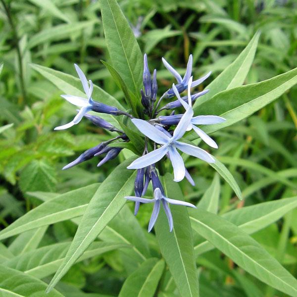 チョウジソウは湿地帯などに自生し、初夏に淡紫色のかわいらしい星型の花を咲かせる宿根草。茶席の花として人気の品種です。花壇、鉢植え栽培のほか、草物盆栽や寄せ植えなどにも利用できます。※詳しい商品説明は下のほうに記載があります