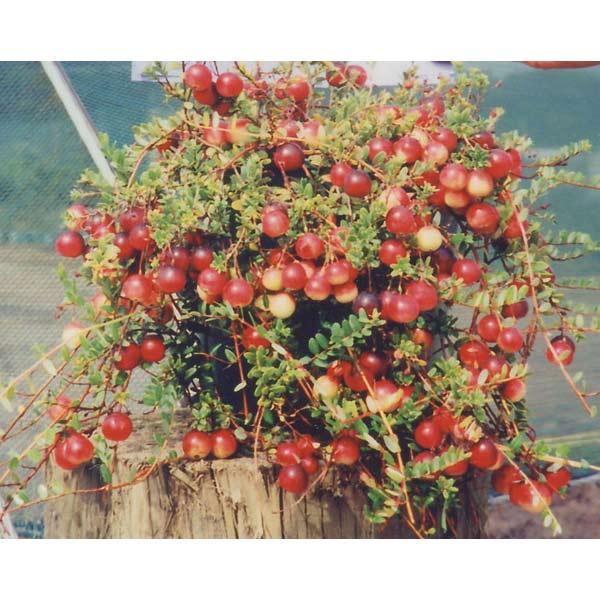 クランベリー（つるこけもも）の園芸品種です。バーグマンは分枝力が強く、豊富な実付きが特徴です。果実の大きさは100円玉大ととても大実で、生食、ジャムや果実酒などの加工に利用できます。また、小苗からでも1年で1m近く伸びる長いつるに赤い実がた...