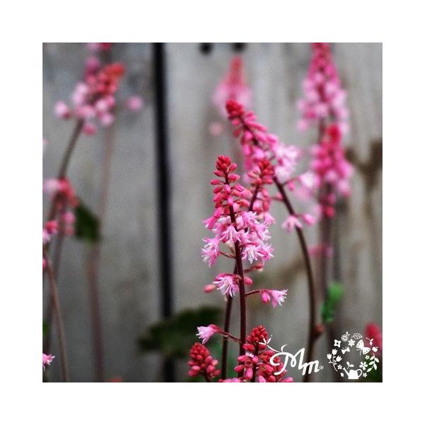 ピンクの花をいくつも立ち上げる、とても魅力的なヒューケレラです。ヒューケレラはヘウケラとティアレラの人工交配種。花、葉ともにヘウケラよりも繊細でエレガントな雰囲気を持っています。また、ティアレラよりも環境適応性が高く、栽培も容易です。日陰に...