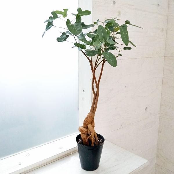 ぷっくりと基部を肥大させ、原産地では高さ20mにもなる高木のブラキチトン。その基部が特徴的なことからボトルツリーと呼ばれており、幹に水を蓄えることができる不思議な植物です。ひとつひとつが個性的な樹形で、葉は濃緑色で細葉です。耐寒性・耐陰性が...