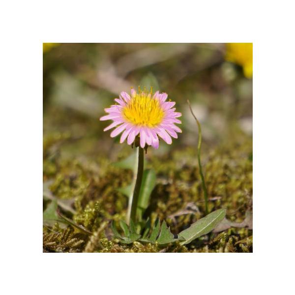 愛らしい淡いピンクの花を咲かせる珍しいたんぽぽです。中央アジア原産の西洋タンポポの仲間で、咲き始めは白花で徐々に紅が載ります。良く日に当てる方が紅が帯びます。種ものり丈夫なタンポポです。※詳しい商品説明は下のほうに記載があります