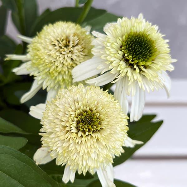 わい性の宿根草 ★入荷から日数が経ったためセール価格となりました。商品の状態は画像と異なる場合があります。★デリシャスヌガーは八重咲のエキナセア。ボリュームある花姿をお楽しみいただけます。分枝性が良いので花がたくさん咲きます。2018年オラ...