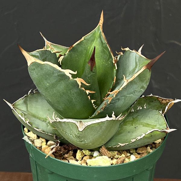 ★長期在庫のため特価です　成長して株姿が変わっている場合があります★★現品販売★アガベチタノタ×チタノタジャガーノートの交配種です。アガベの中でも特に厚い葉と丸い樹形が特徴で、ムチムチとした姿をしています。※詳しい商品説明は下のほうに記載が...